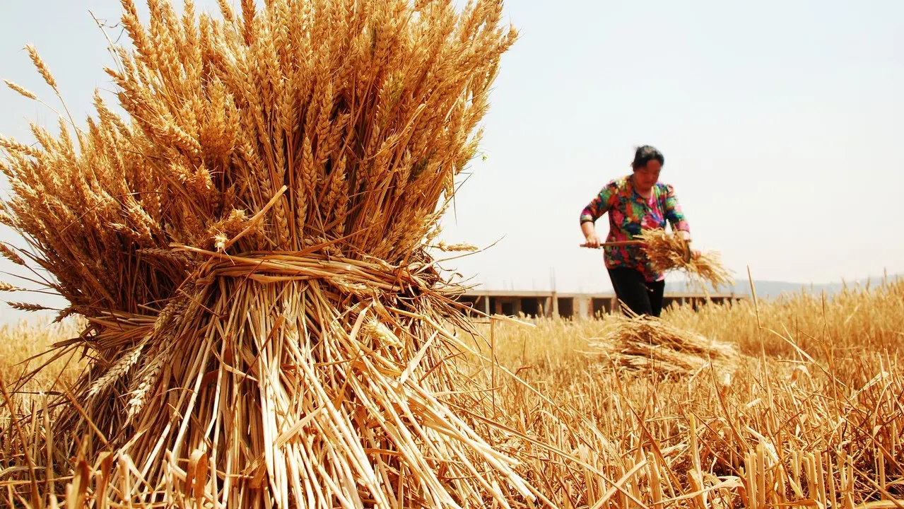 More is less: How China’s policies could weaken global food security